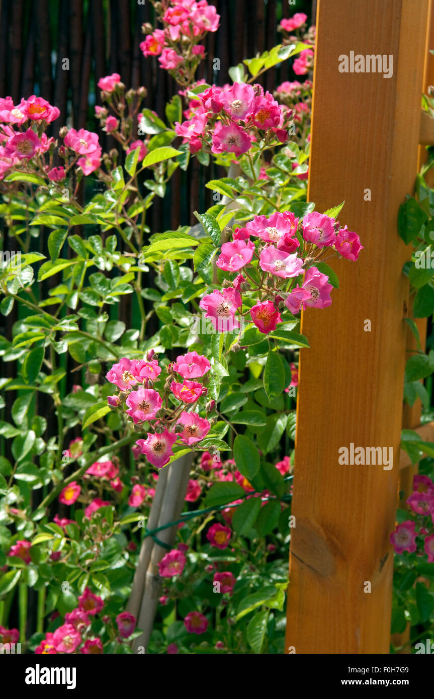 Climbing rose maria lisa -Fotos und -Bildmaterial in hoher Auflösung ...