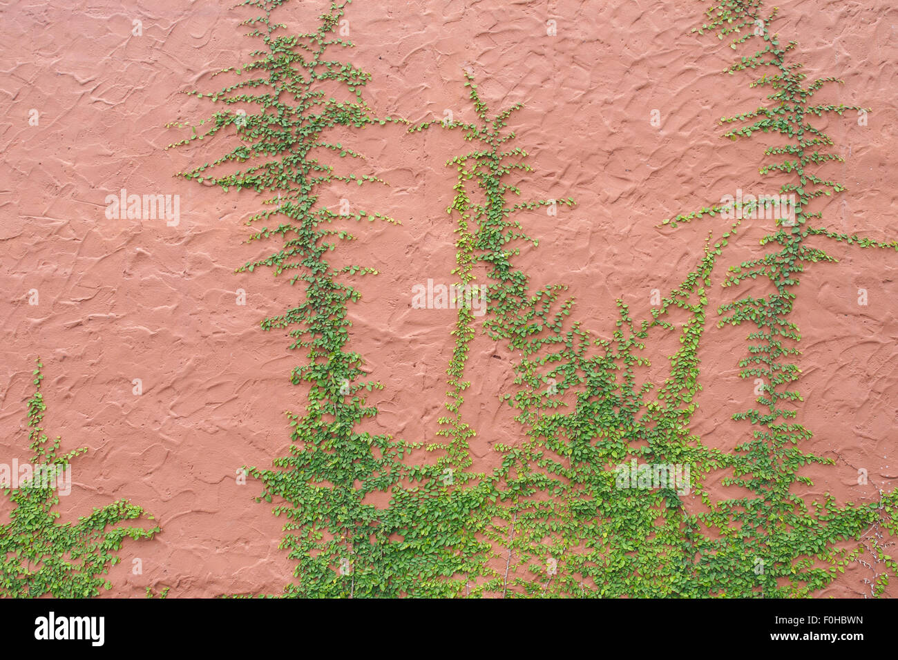 Struktur des efeus -Fotos und -Bildmaterial in hoher Auflösung - Seite ...
