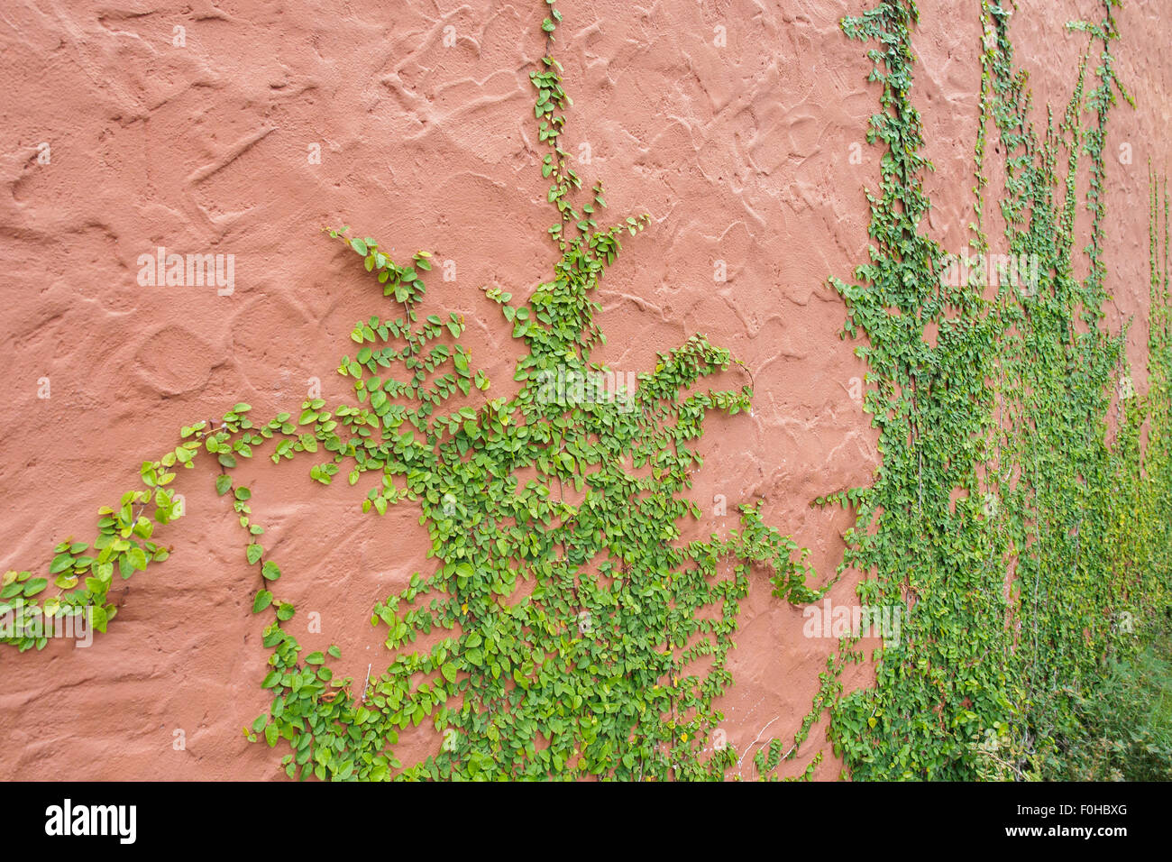 Struktur des efeus -Fotos und -Bildmaterial in hoher Auflösung - Seite ...