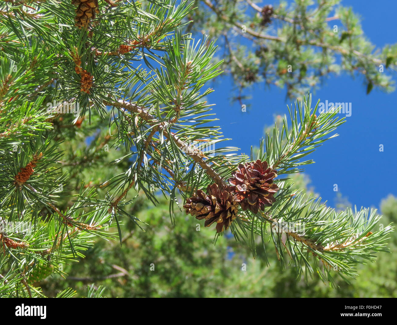 Pinus sylvestris scots pine pine cones -Fotos und -Bildmaterial in ...
