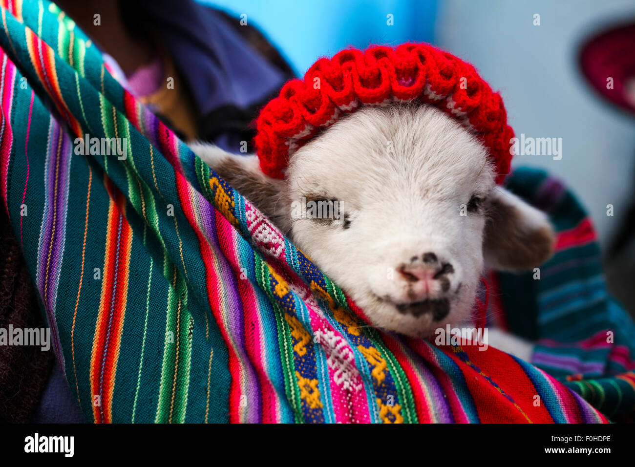 Bunte Baby-Alpaka in Cusco, Peru Stockfotografie - Alamy