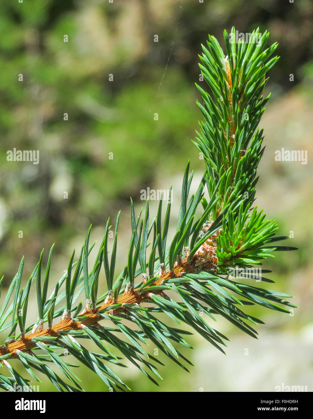 Pinus sylvestris scots pine pine cones -Fotos und -Bildmaterial in ...