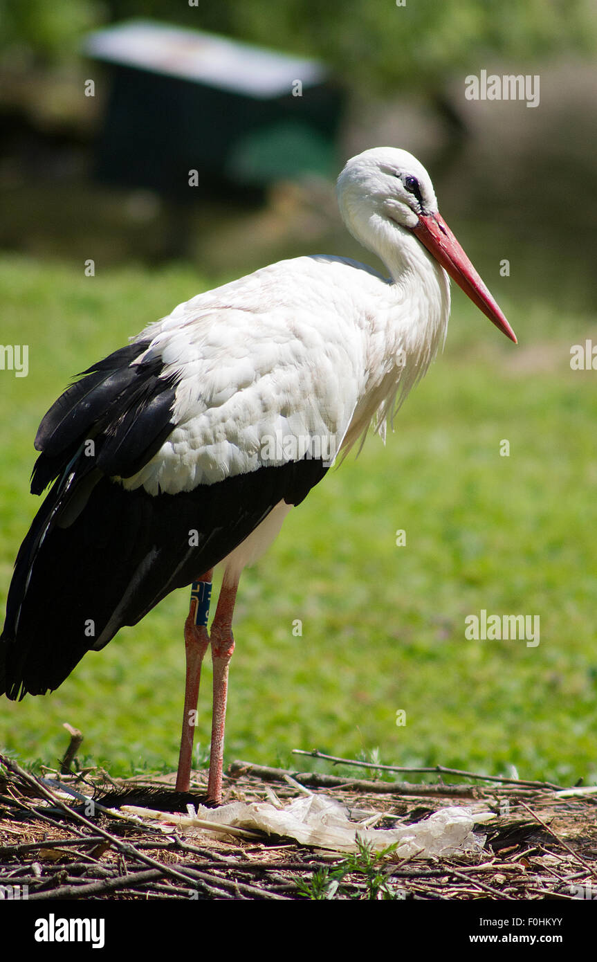 Storch essen Frosch, AHV, weiße Schwarzstorch, Säugetiere, Storch ...