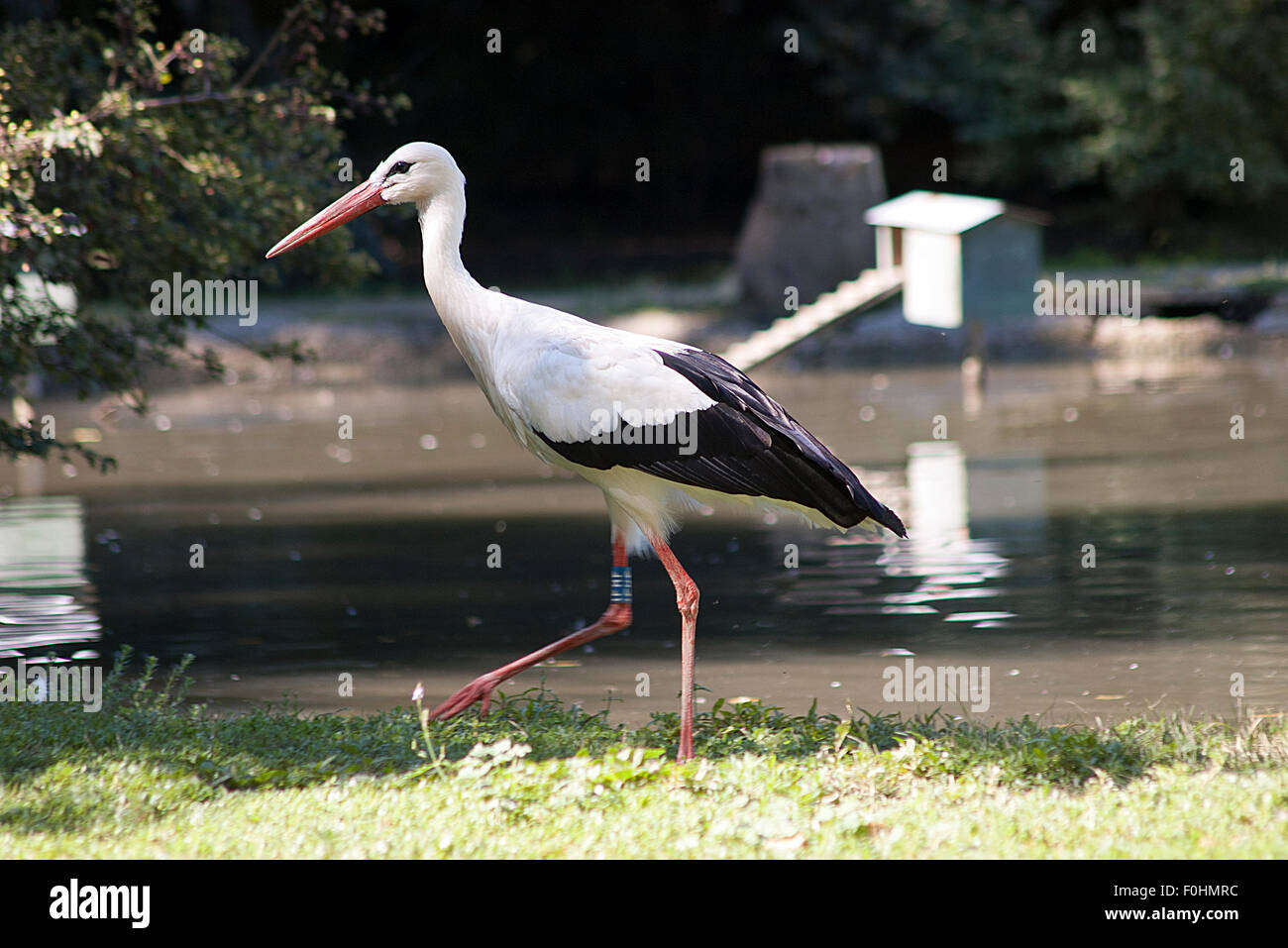 Storch essen Frosch, AHV, weiße Schwarzstorch, Säugetiere, Storch ...