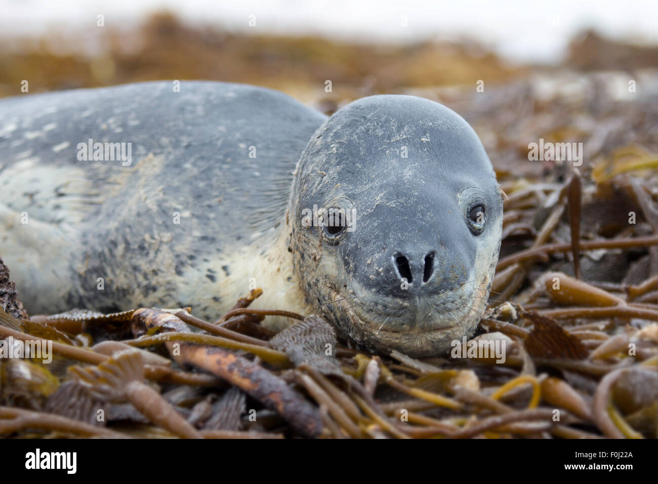Close Up Leopard Seal Stockfotos und -bilder Kaufen - Alamy