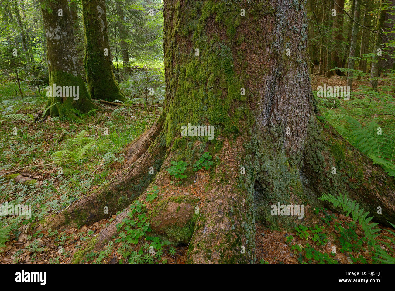 Tanne (Abies sp), Buche (Fagus Silvatica) und Fichte (Picea Abies ...
