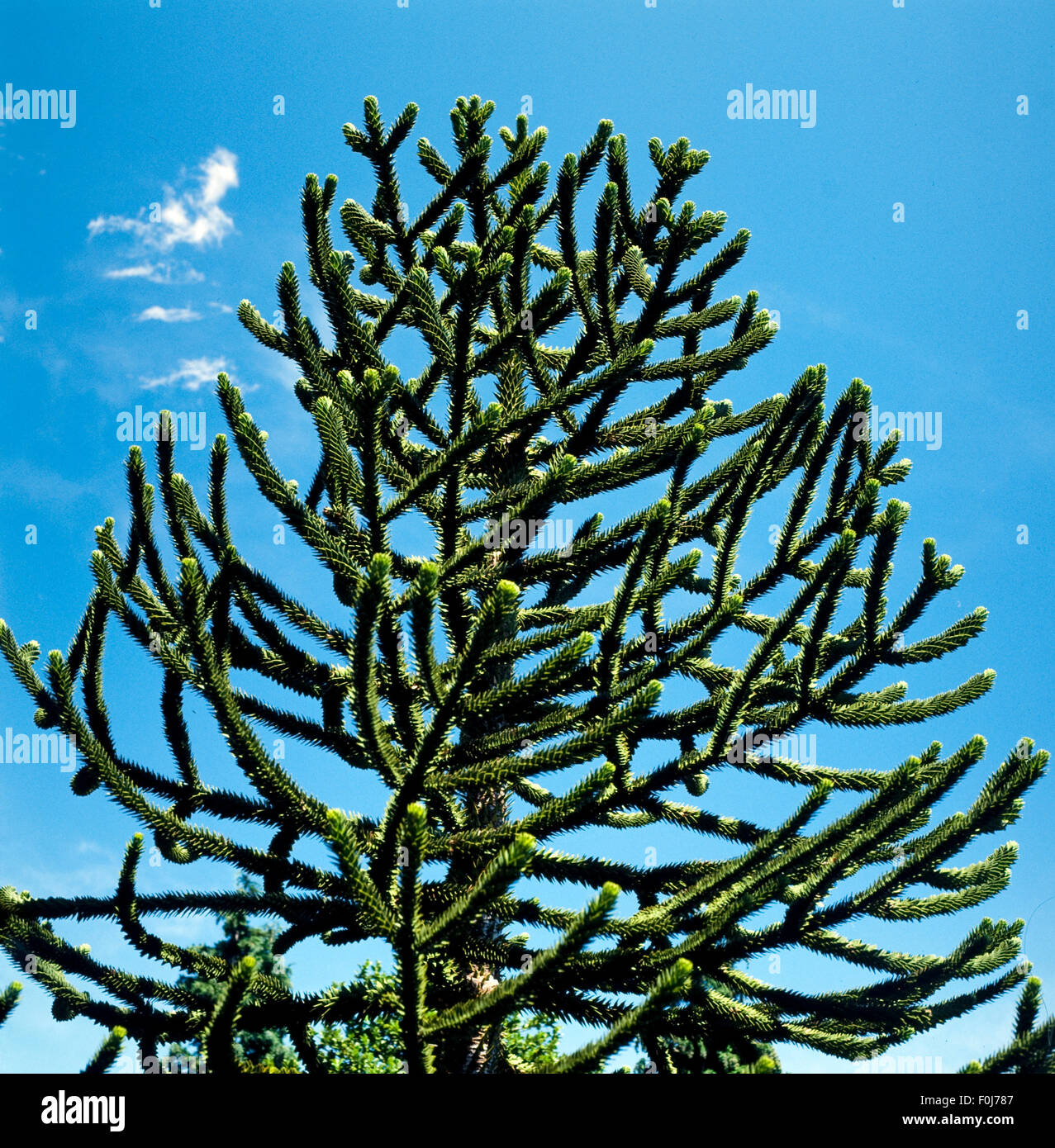 Araucaria araucana baum Stockfotos und -bilder Kaufen - Alamy