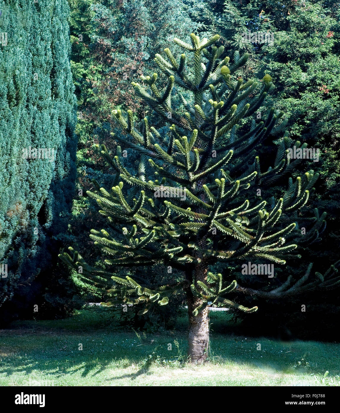 Chilenischen araukarie -Fotos und -Bildmaterial in hoher Auflösung – Alamy