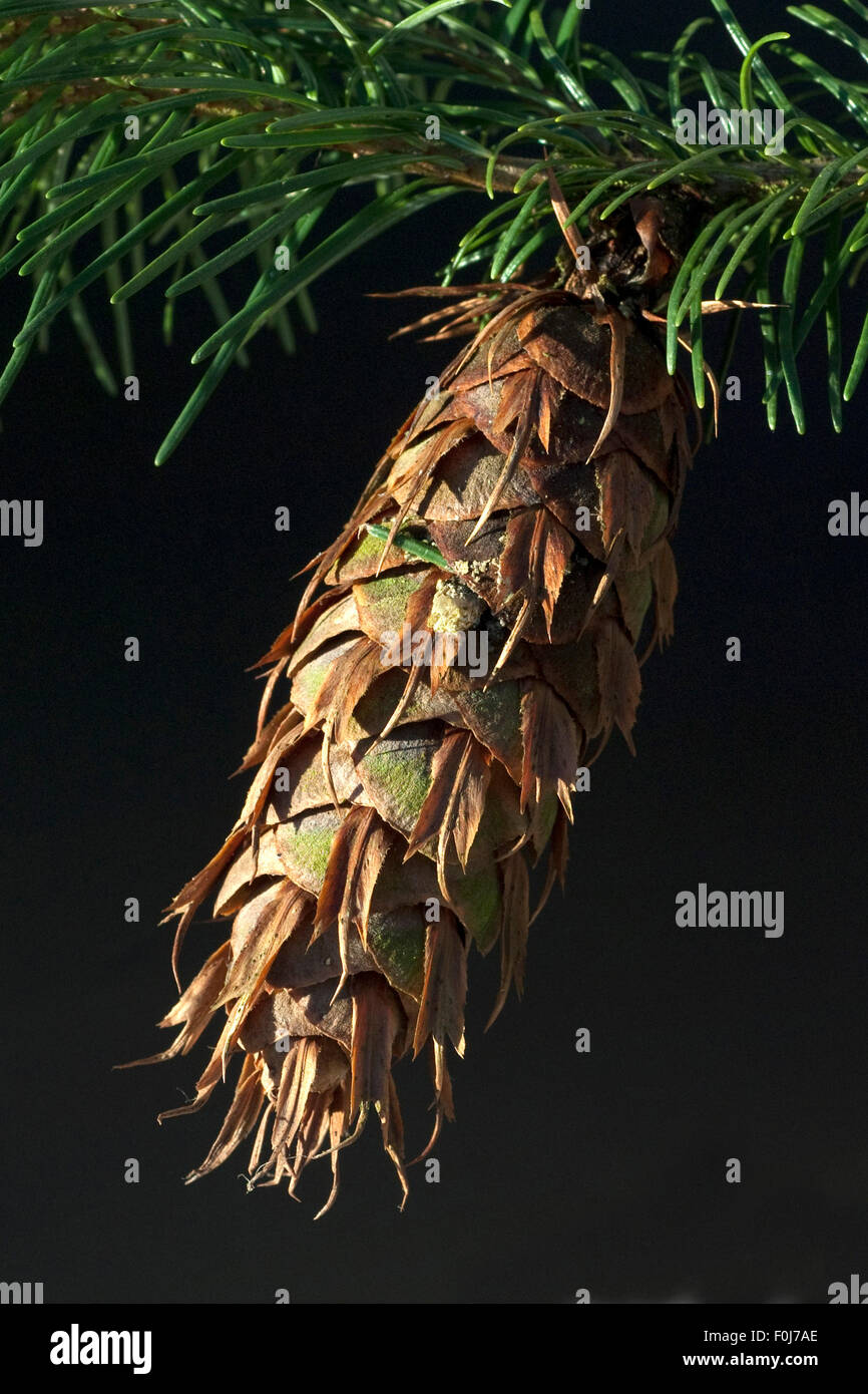 Douglasie samen -Fotos und -Bildmaterial in hoher Auflösung – Alamy