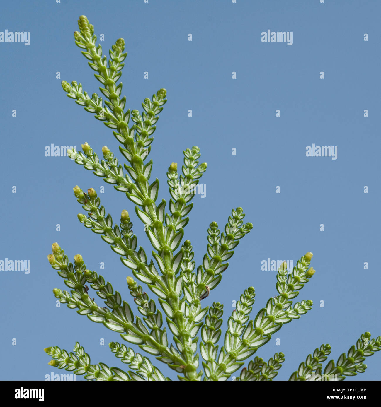 Hiba arborvitae thujopsis -Fotos und -Bildmaterial in hoher Auflösung ...