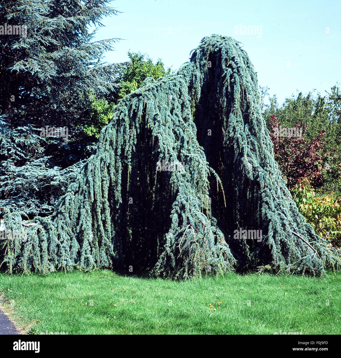 Zeder, Cedrus atlantica Stockfotografie - Alamy