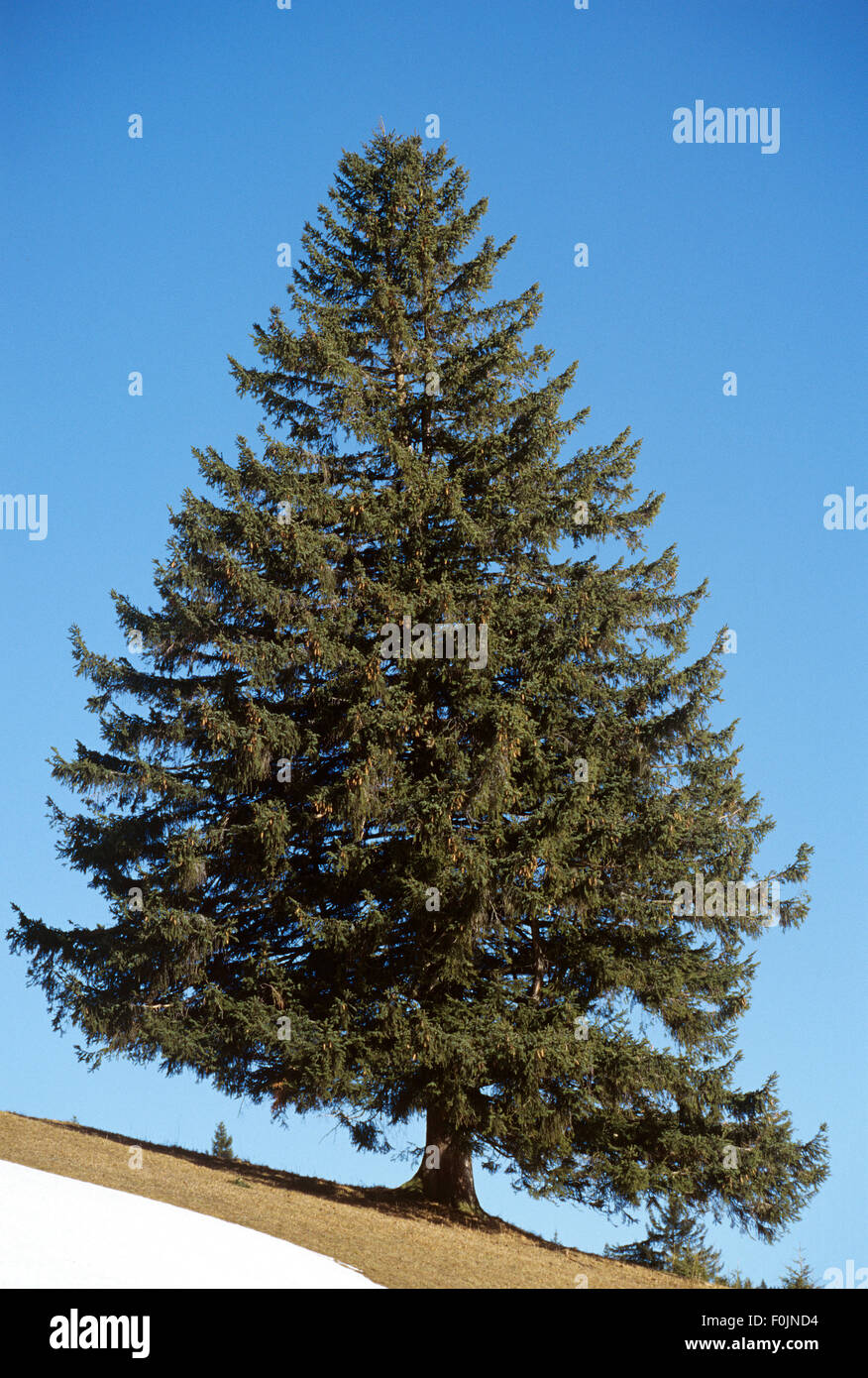 Gemeine fichte -Fotos und -Bildmaterial in hoher Auflösung – Alamy
