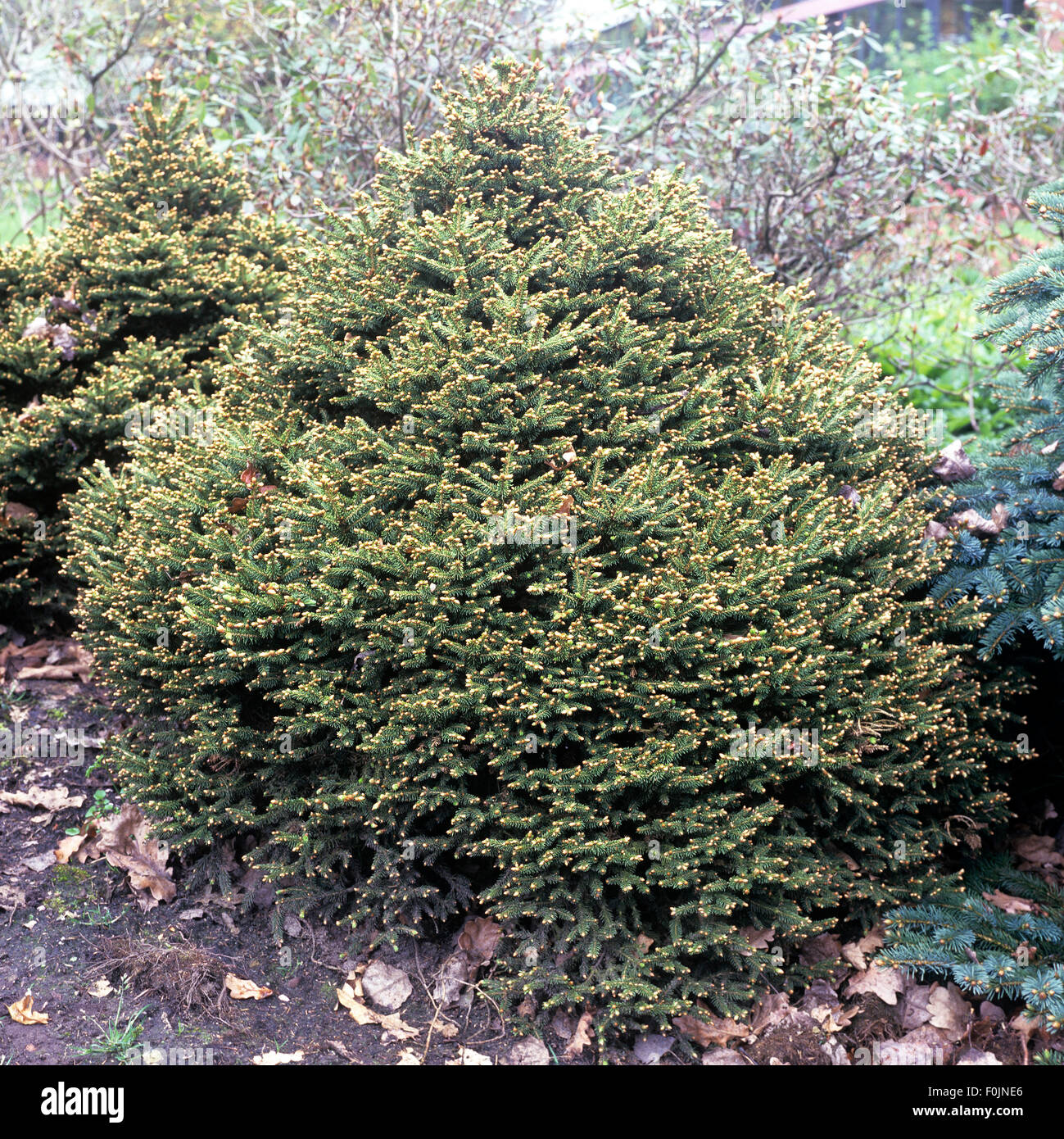 Nadeln nadelbaum natur -Fotos und -Bildmaterial in hoher Auflösung – Alamy