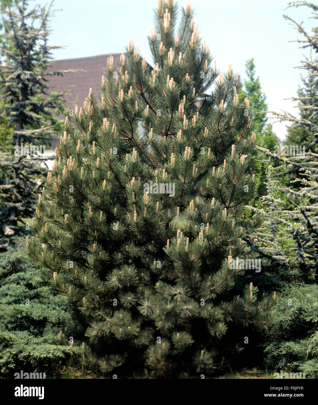 Kiefer Baum Stockfotos & Kiefer Baum Bilder - Seite 2 - Alamy