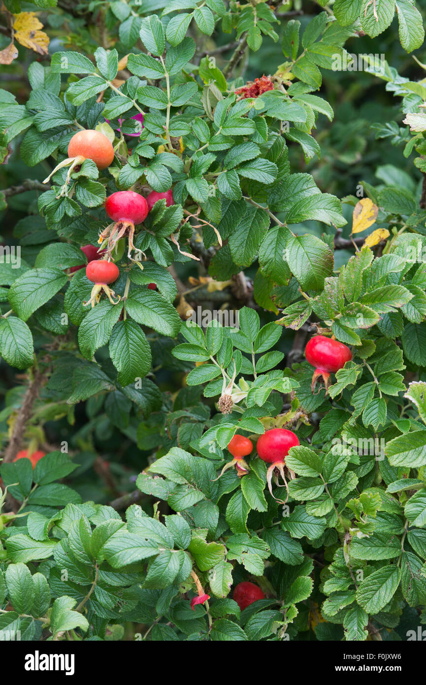 Rosa rugosa rubra -Fotos und -Bildmaterial in hoher Auflösung – Alamy