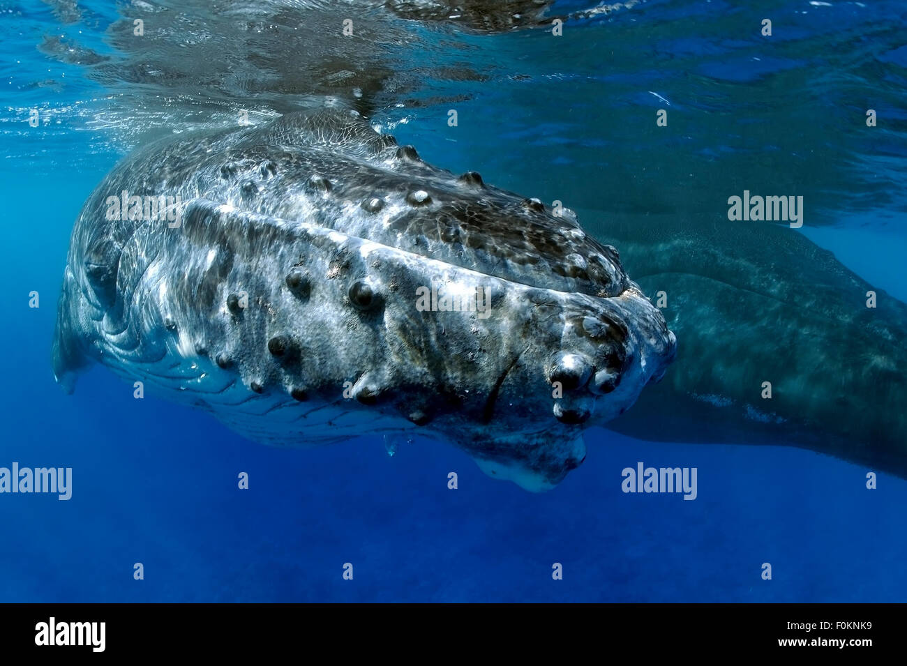 Buckelwal Kopf Stockfotos und -bilder Kaufen - Alamy