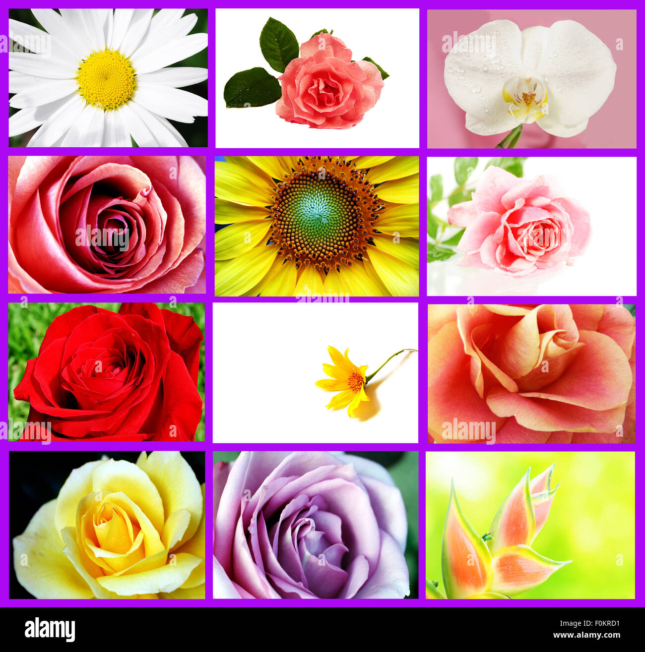 Collage blumen -Fotos und -Bildmaterial in hoher Auflösung – Alamy