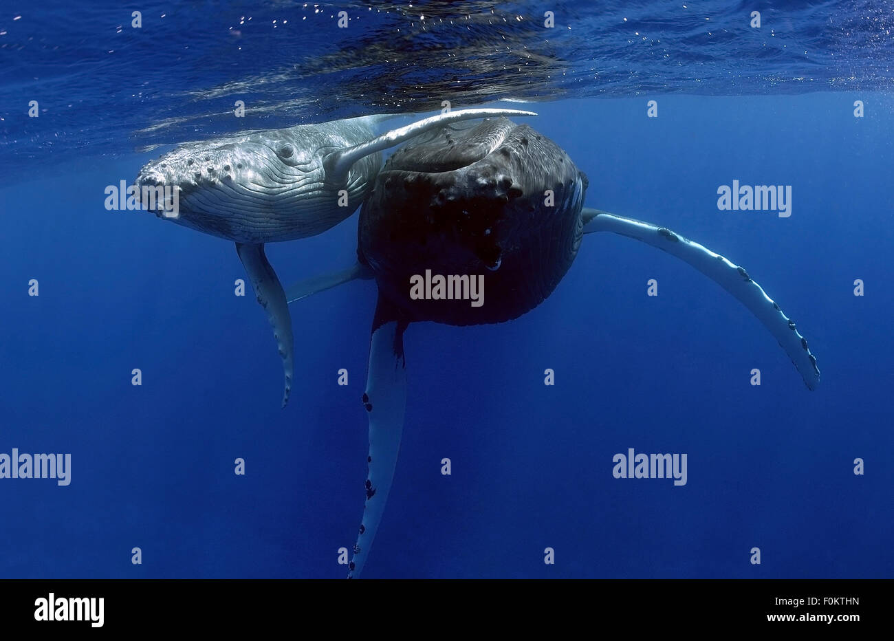 Whale calf -Fotos und -Bildmaterial in hoher Auflösung – Alamy