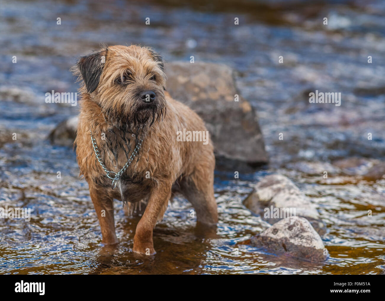Cute border terrier puppy -Fotos und -Bildmaterial in hoher Auflösung ...