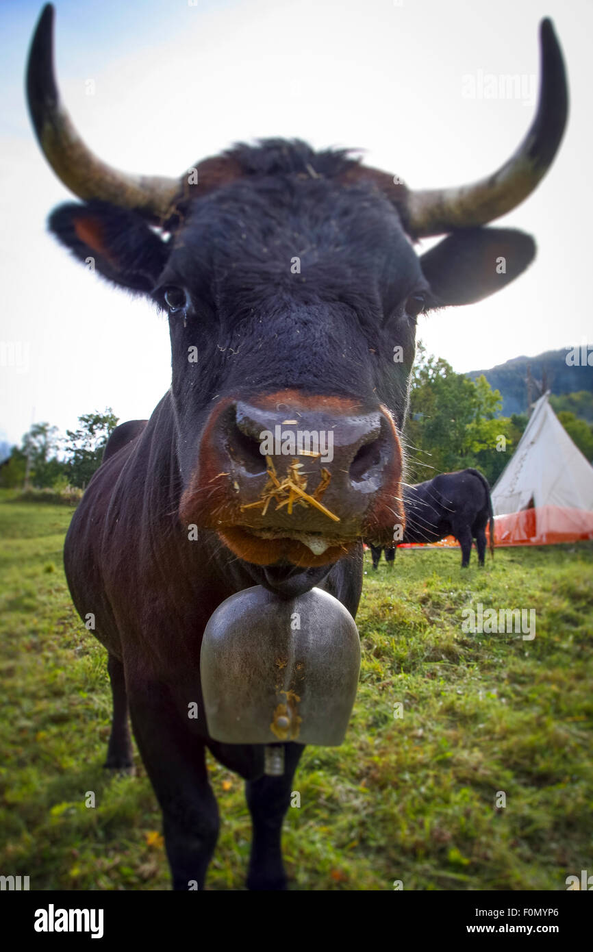 Herens Kämpfer Kuh auf einer Alm im Kanton Wallis, Schweiz ...