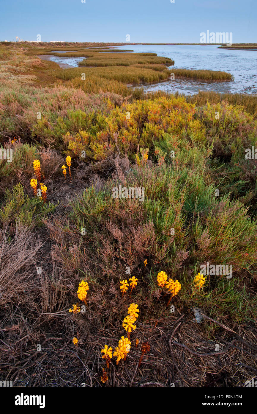Cistanche phelypaea -Fotos und -Bildmaterial in hoher Auflösung – Alamy