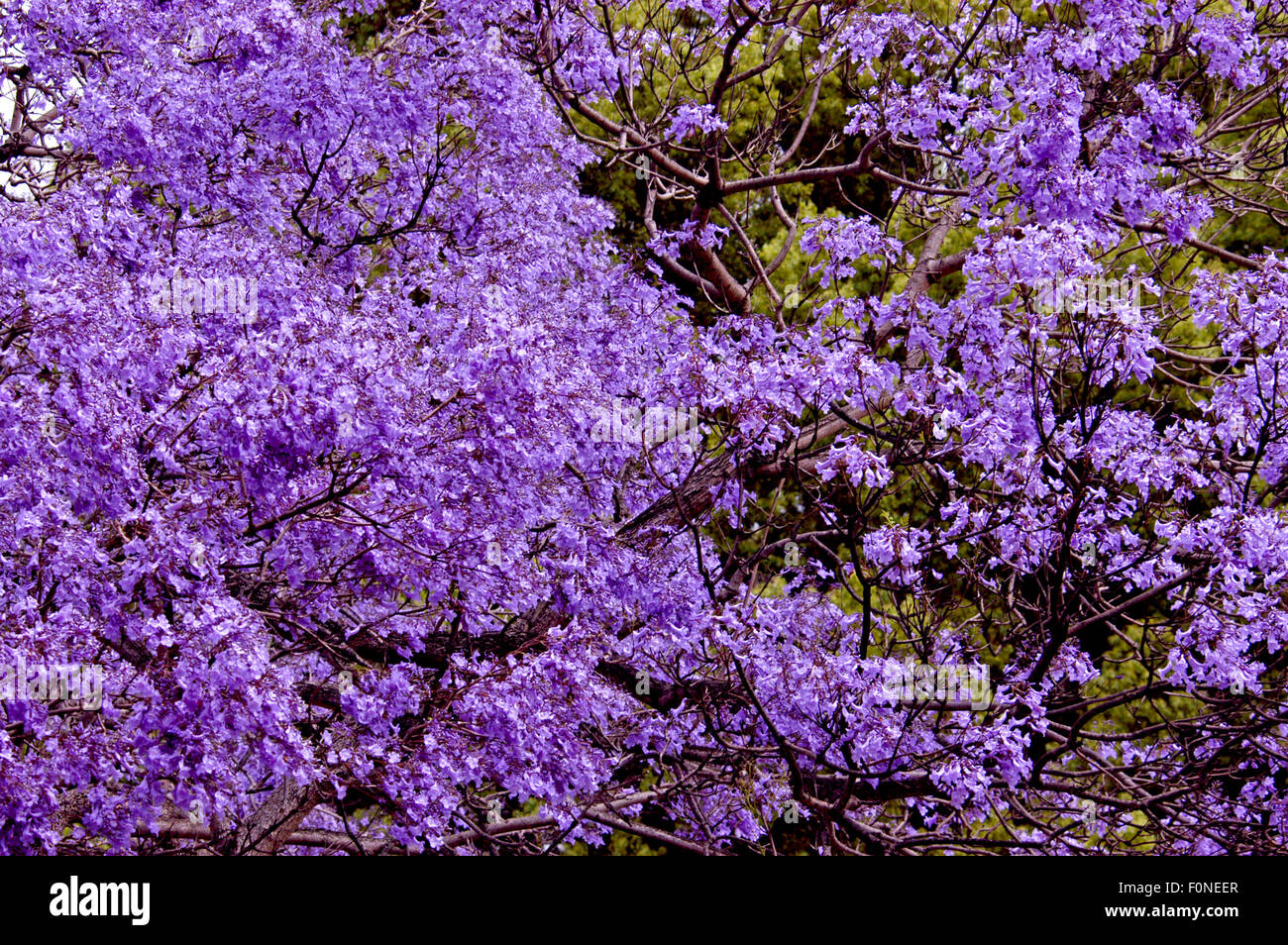 Jacaranda Mimosifolia Jacaranda Mimosifolia In Mexiko Floriert