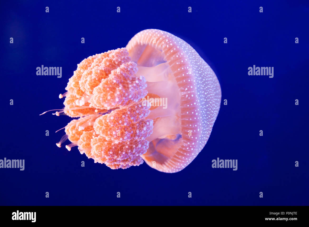 Jellyfish under water -Fotos und -Bildmaterial in hoher Auflösung – Alamy