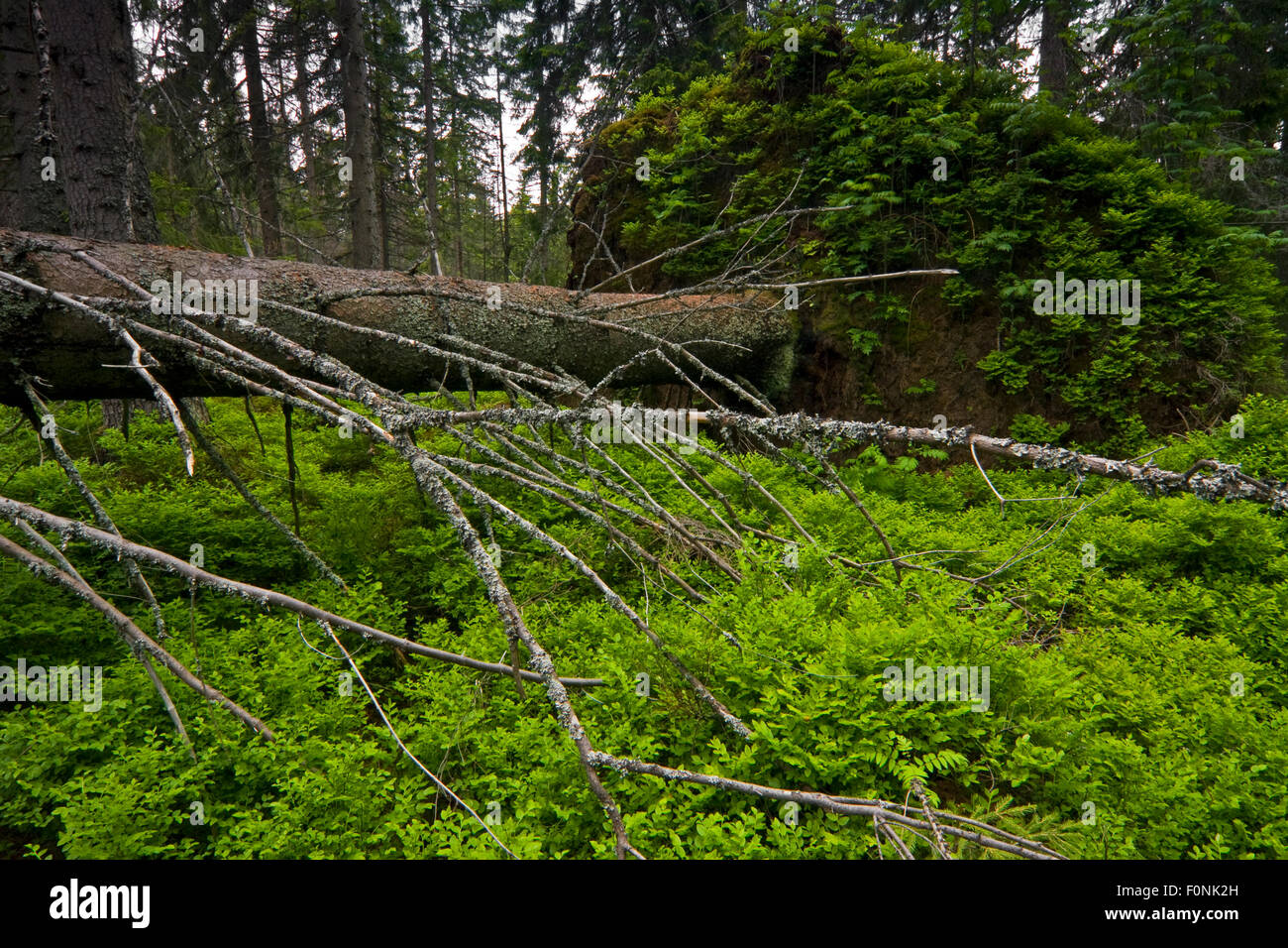 Fichte wurzel -Fotos und -Bildmaterial in hoher Auflösung – Alamy