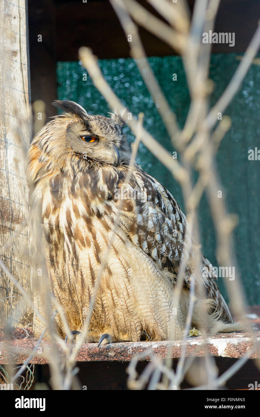 Porträt einer schönen Eule dösen wachsam in einem Käfig Stockfotografie ...