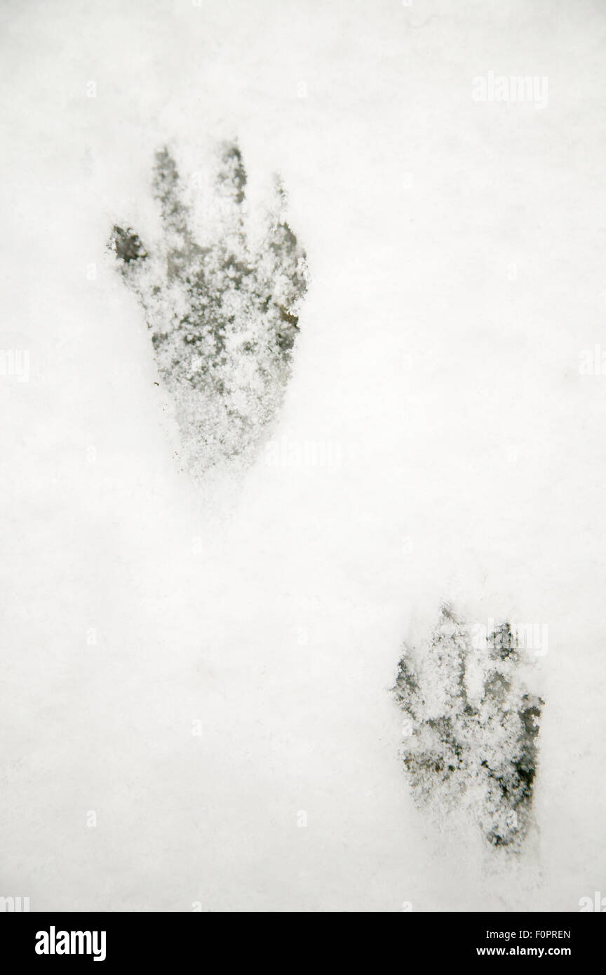 Spur Waschbar Schnee