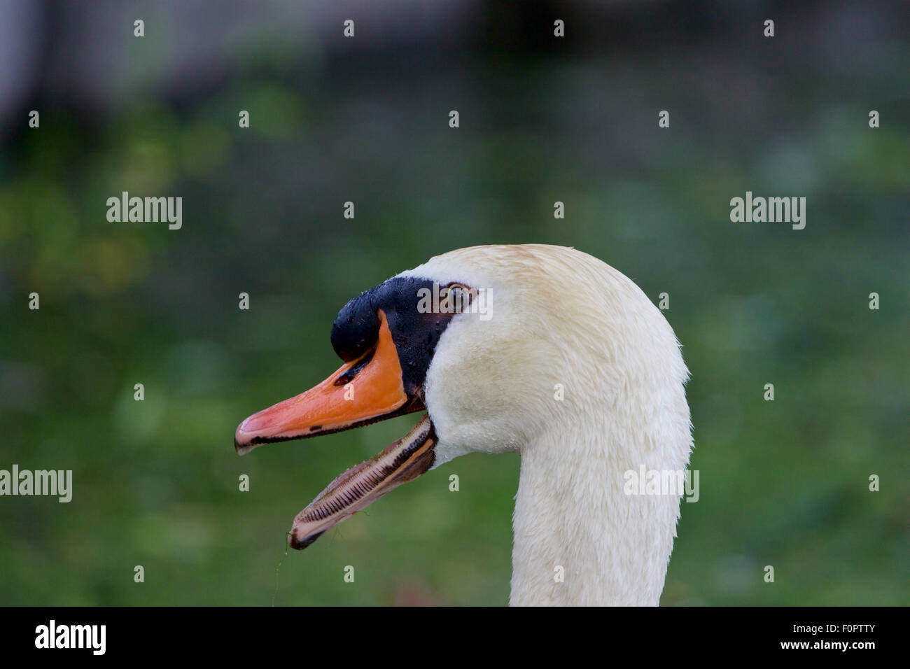 Mit erstaunen Stockfotos und -bilder Kaufen - Alamy
