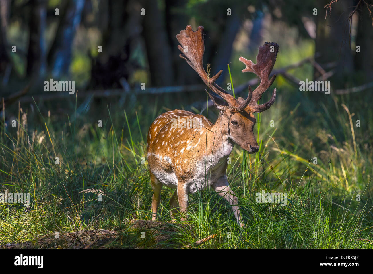 Damwild dama dama im wald -Fotos und -Bildmaterial in hoher Auflösung ...