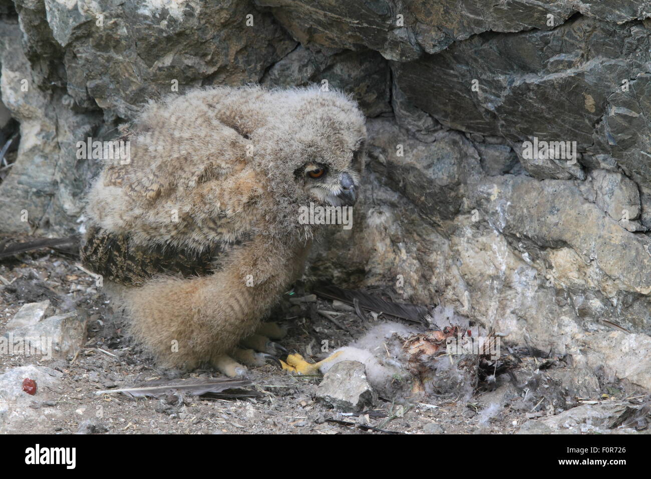 Baby, uhu -Fotos und -Bildmaterial in hoher Auflösung – Alamy