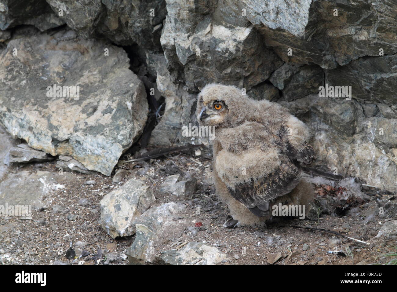 Baby, uhu -Fotos und -Bildmaterial in hoher Auflösung – Alamy