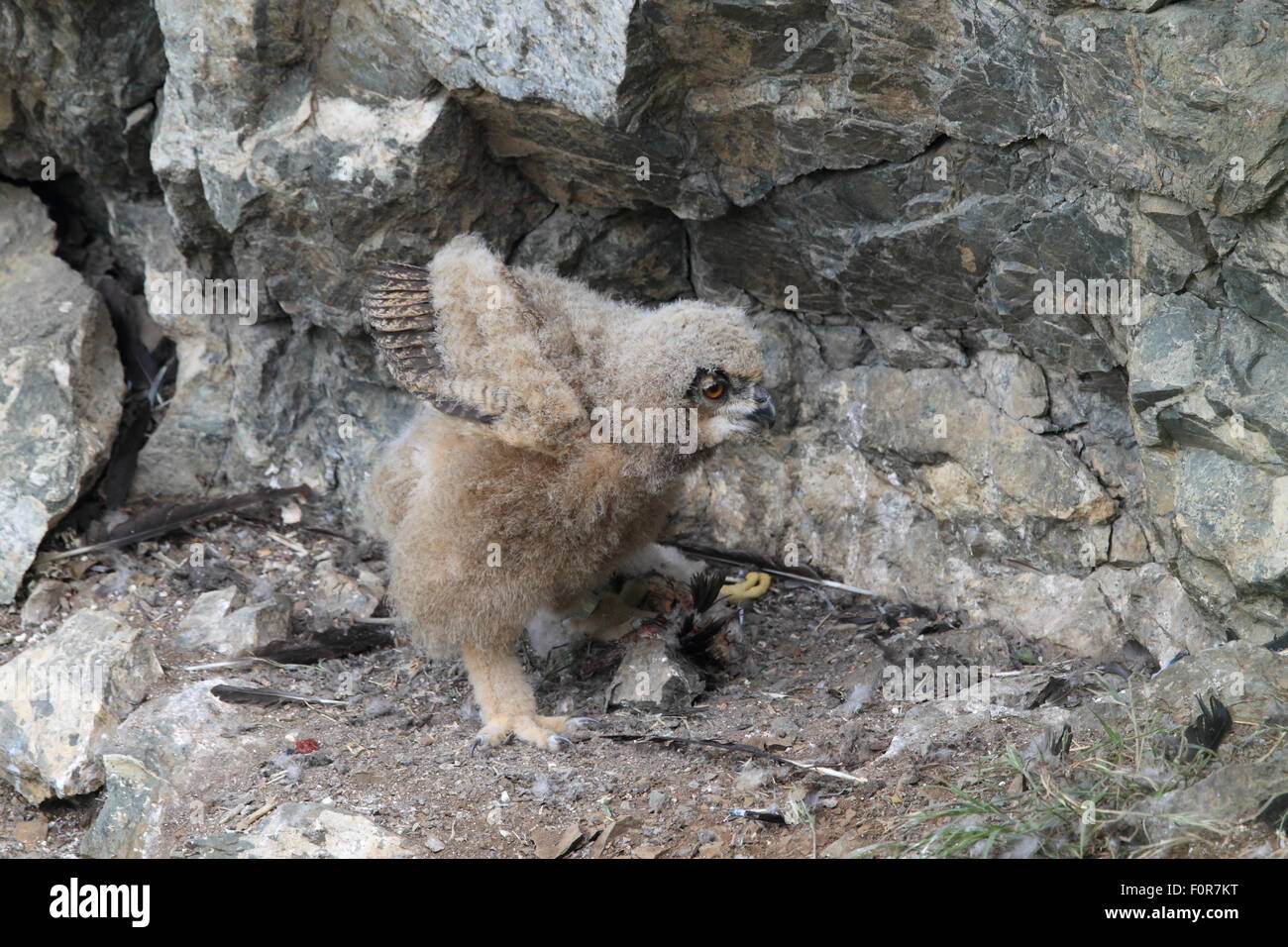 Baby, uhu -Fotos und -Bildmaterial in hoher Auflösung – Alamy
