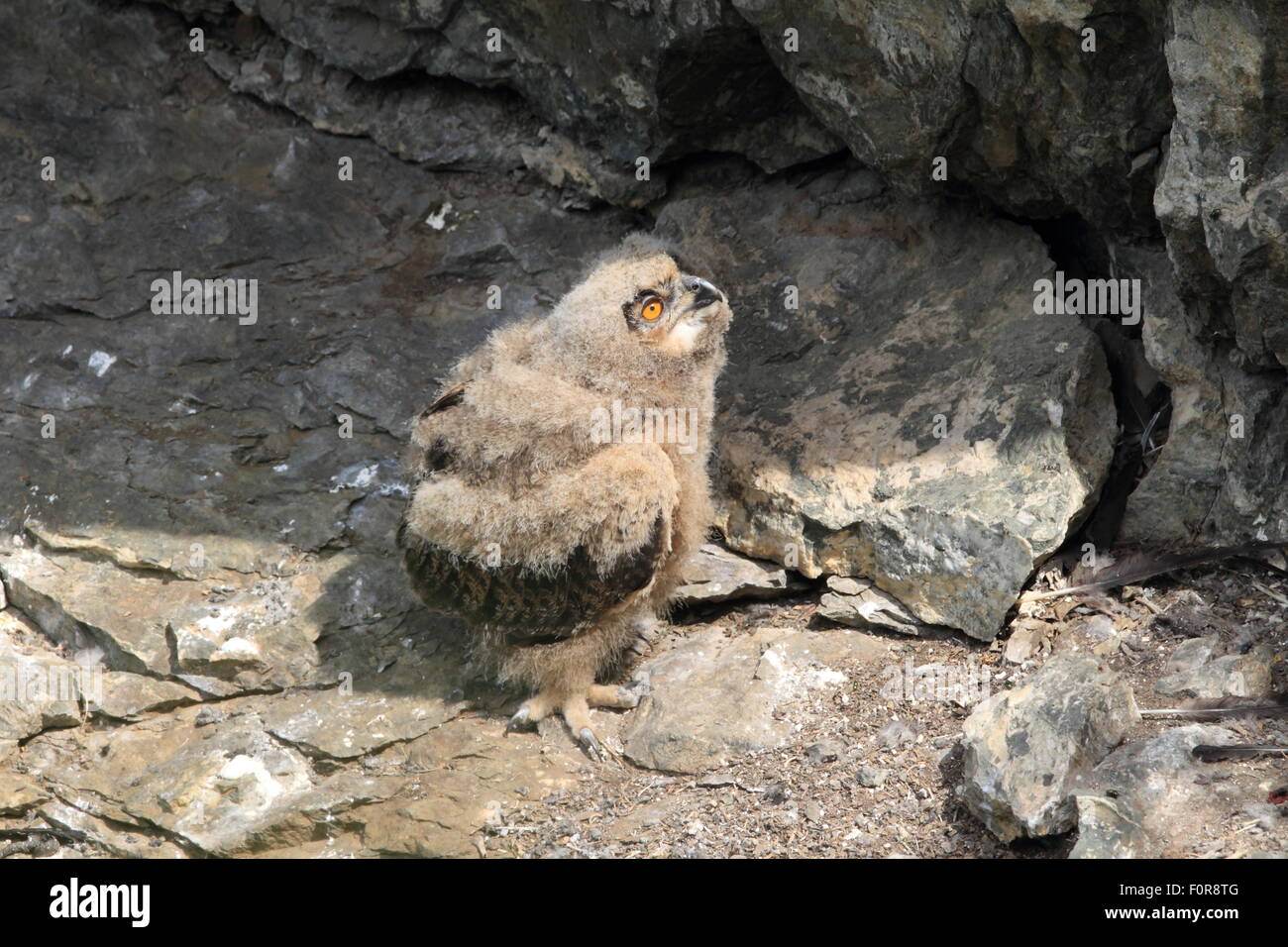 Baby, uhu -Fotos und -Bildmaterial in hoher Auflösung – Alamy