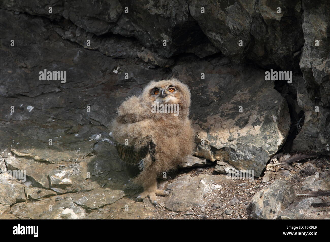 Baby, uhu -Fotos und -Bildmaterial in hoher Auflösung – Alamy