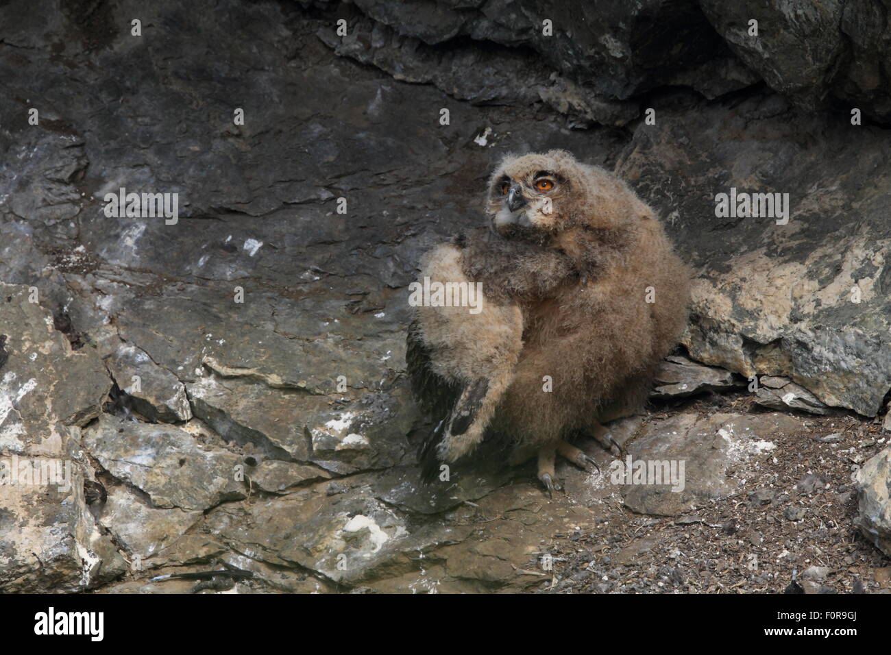 Baby, uhu -Fotos und -Bildmaterial in hoher Auflösung – Alamy