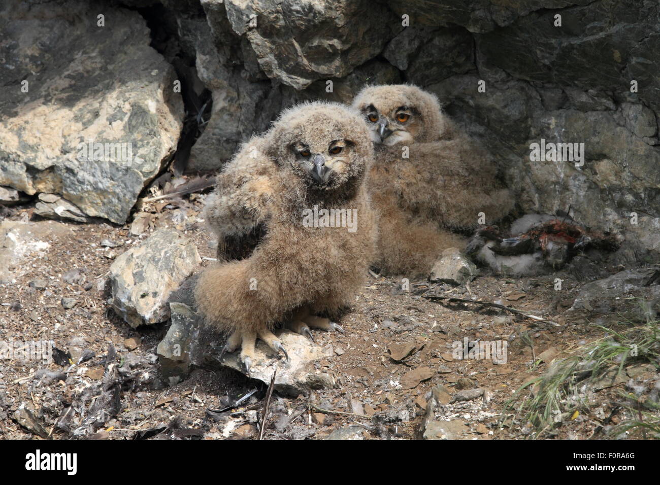 Baby, uhu -Fotos und -Bildmaterial in hoher Auflösung – Alamy