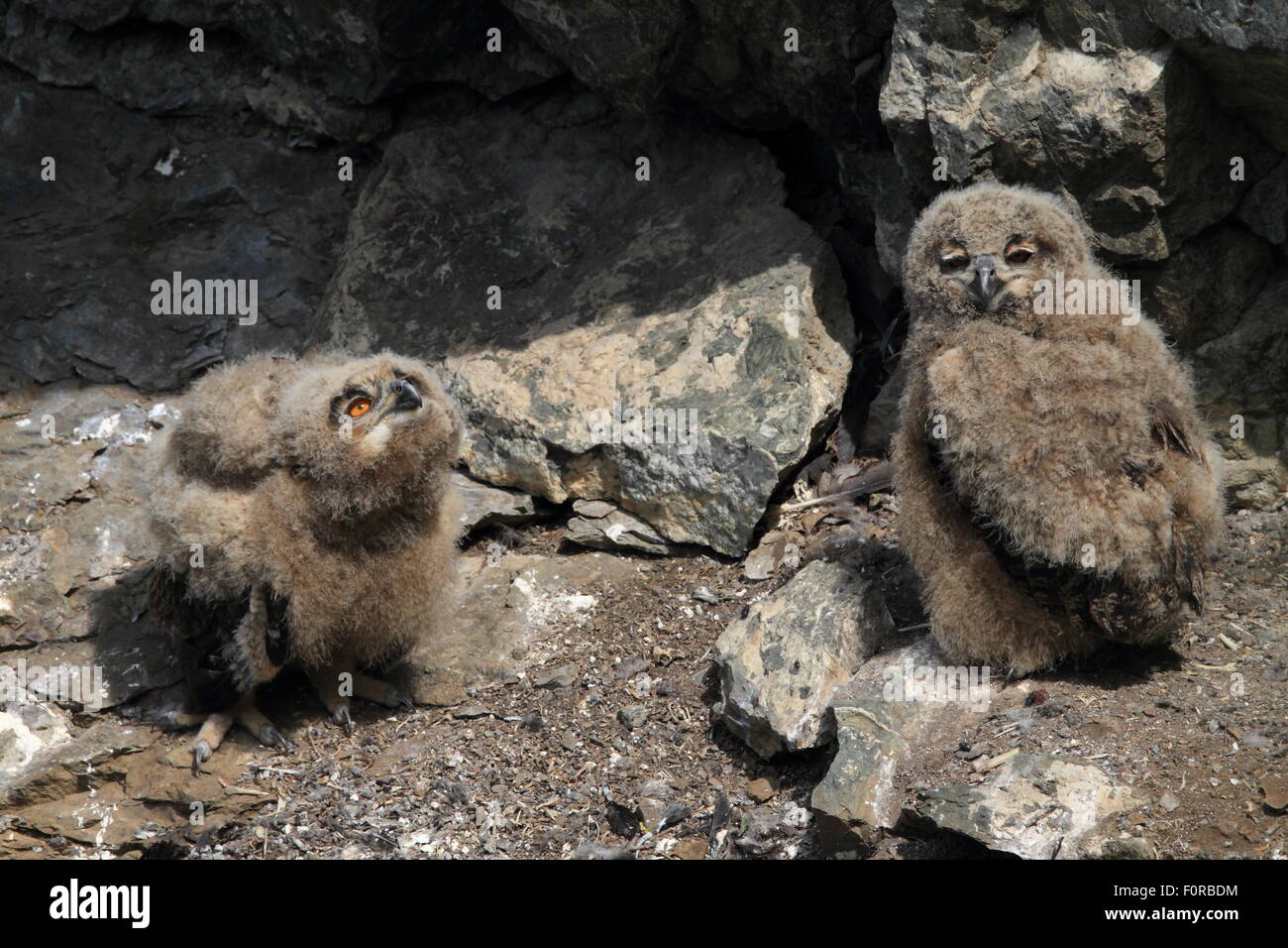 Baby, uhu -Fotos und -Bildmaterial in hoher Auflösung – Alamy