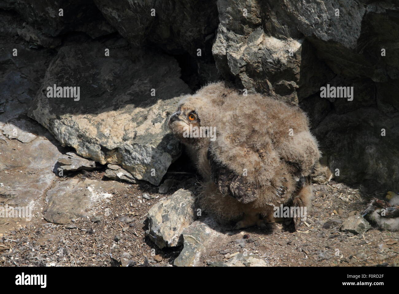 Baby, uhu -Fotos und -Bildmaterial in hoher Auflösung – Alamy