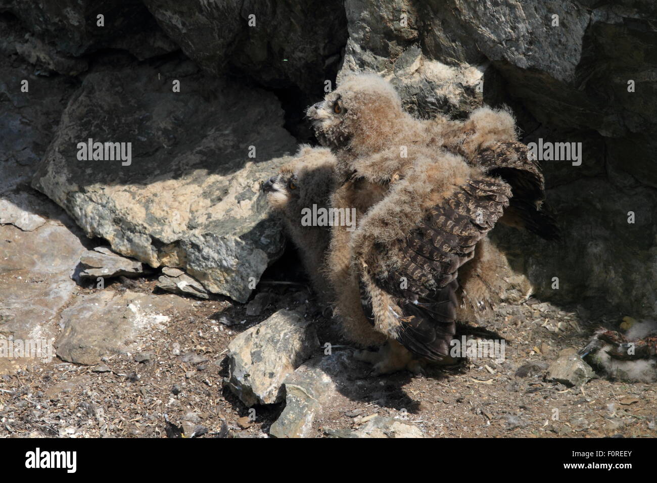 Baby, uhu -Fotos und -Bildmaterial in hoher Auflösung – Alamy