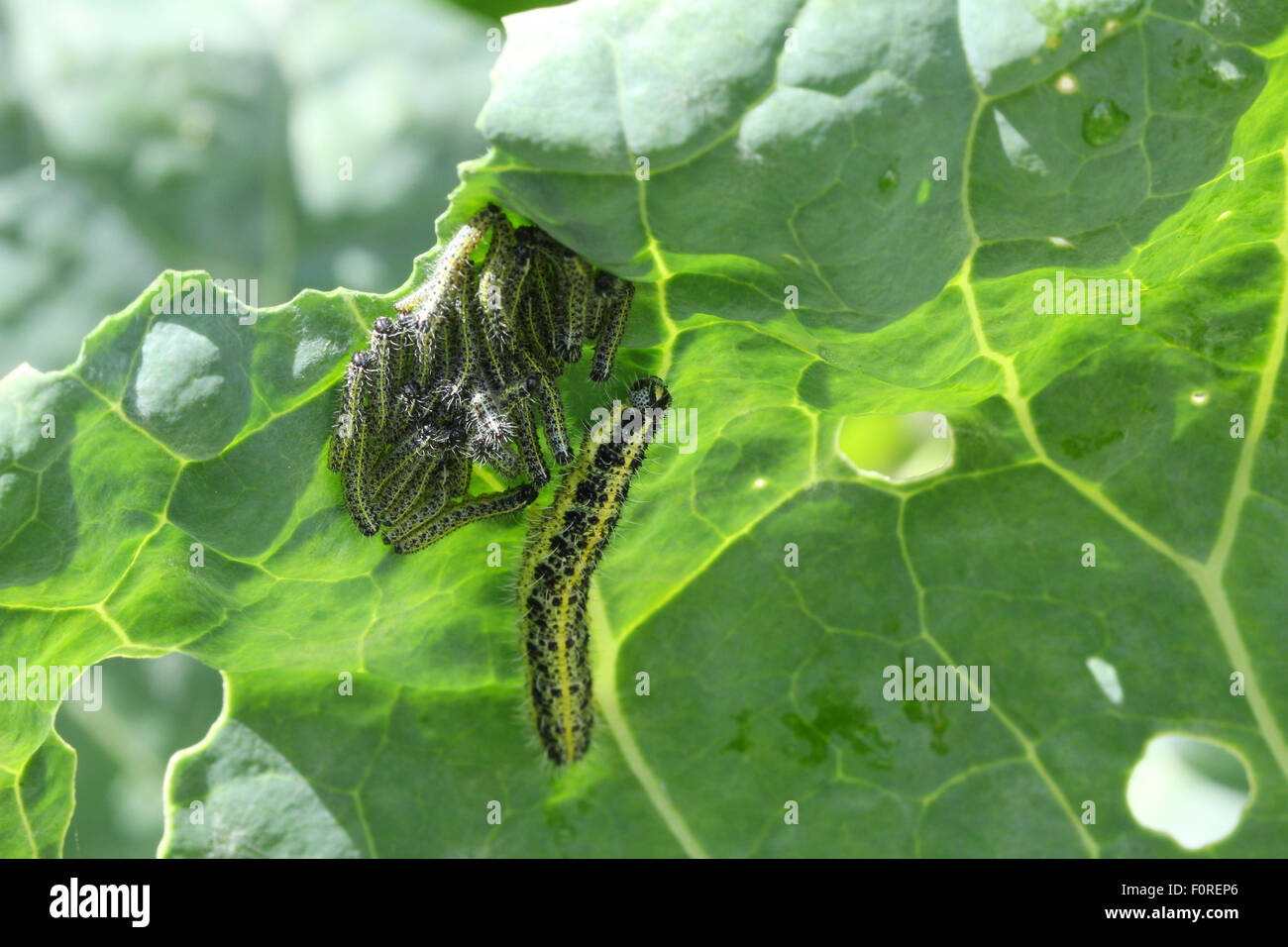 Kleine Weiße Raupen Im Garten