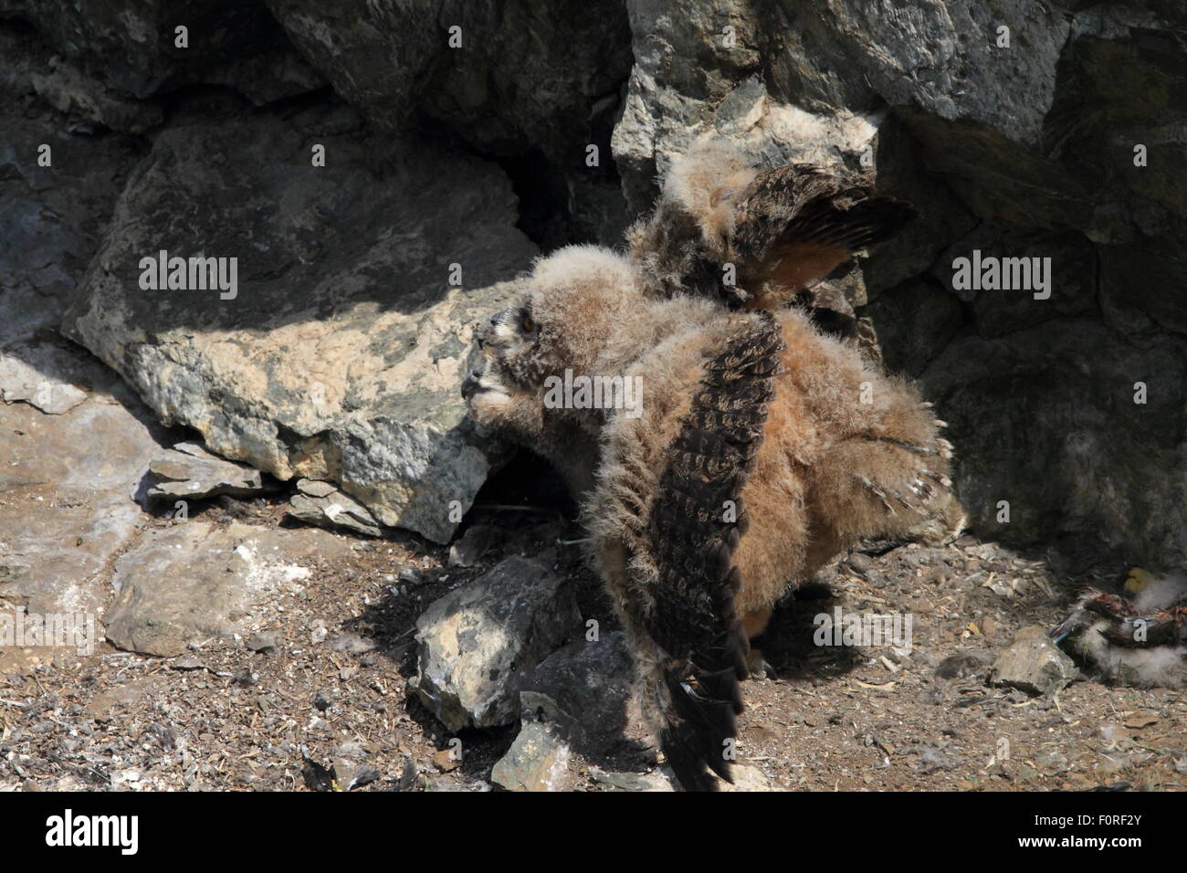 Baby, uhu -Fotos und -Bildmaterial in hoher Auflösung – Alamy
