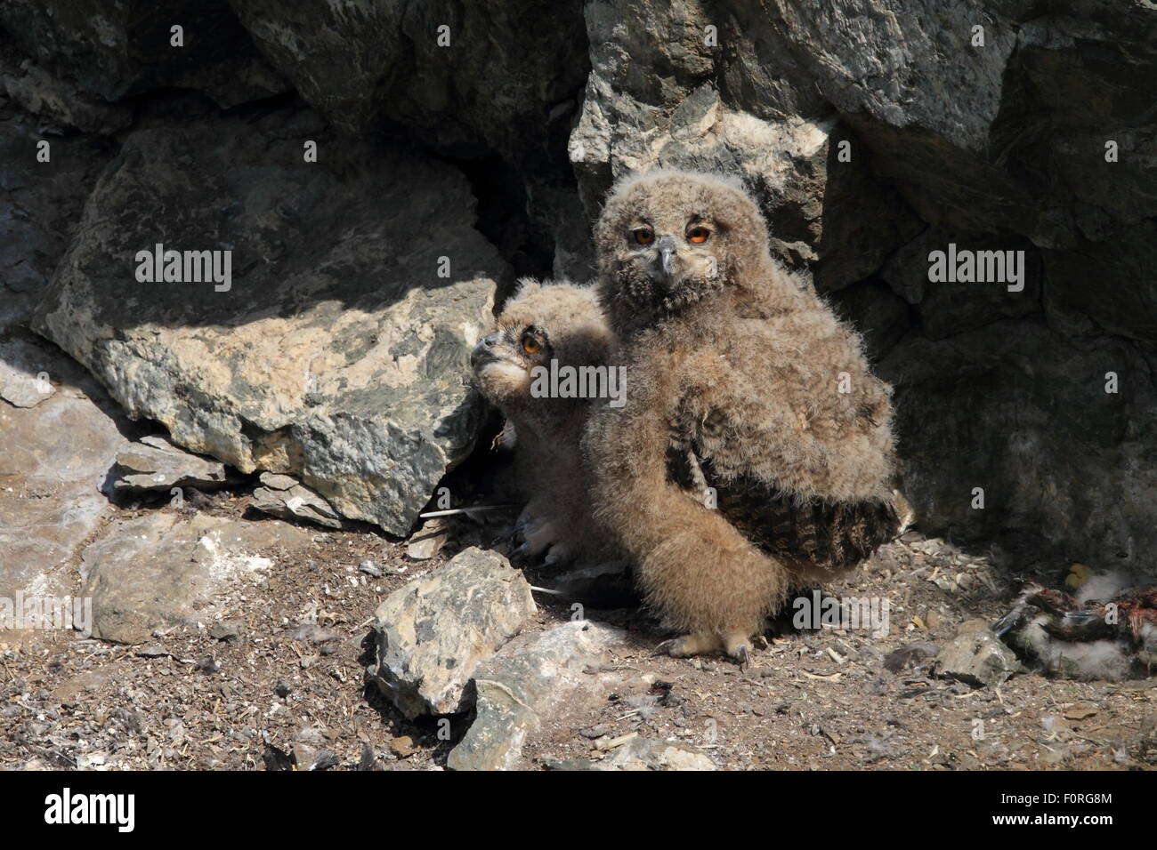 Baby, uhu -Fotos und -Bildmaterial in hoher Auflösung – Alamy