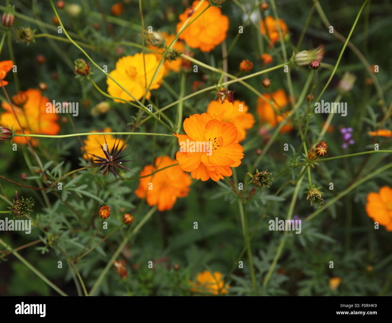 Kosmos polidor -Fotos und -Bildmaterial in hoher Auflösung – Alamy