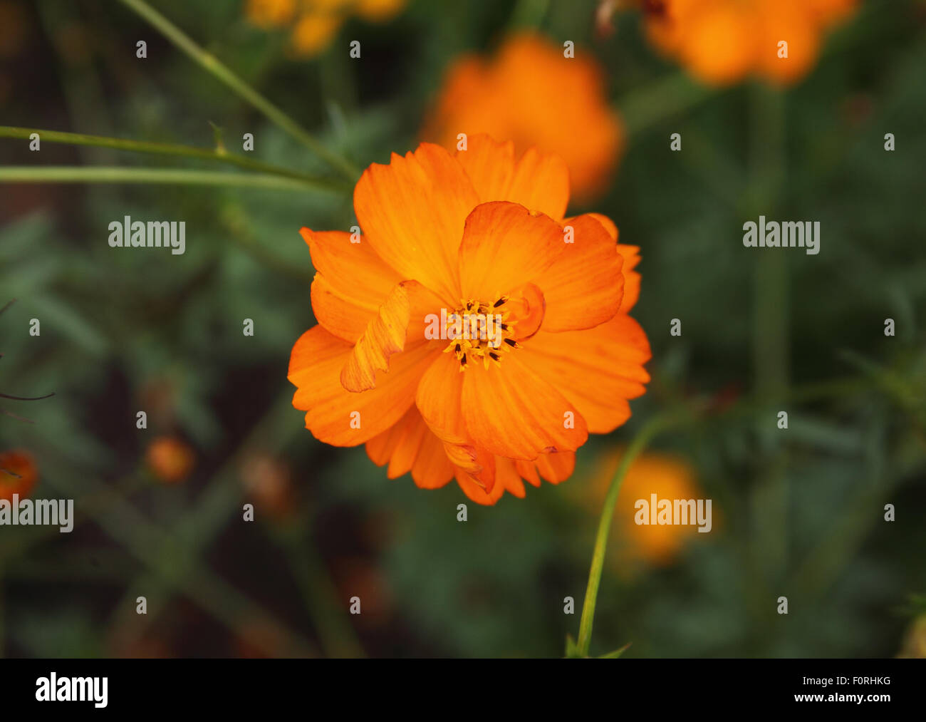 Kosmos polidor -Fotos und -Bildmaterial in hoher Auflösung – Alamy