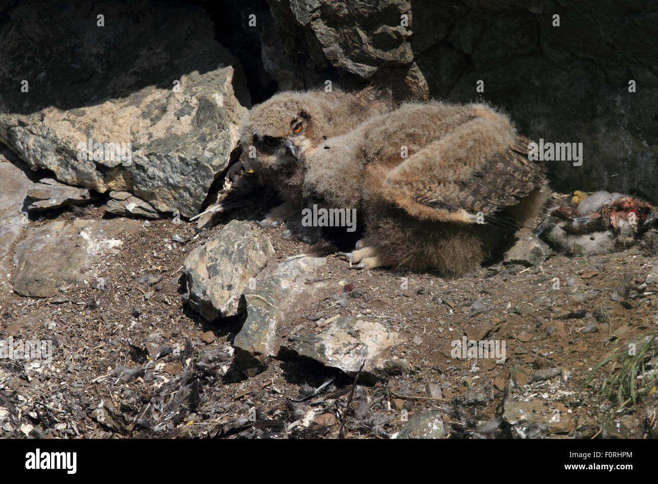 Baby, uhu -Fotos und -Bildmaterial in hoher Auflösung – Alamy
