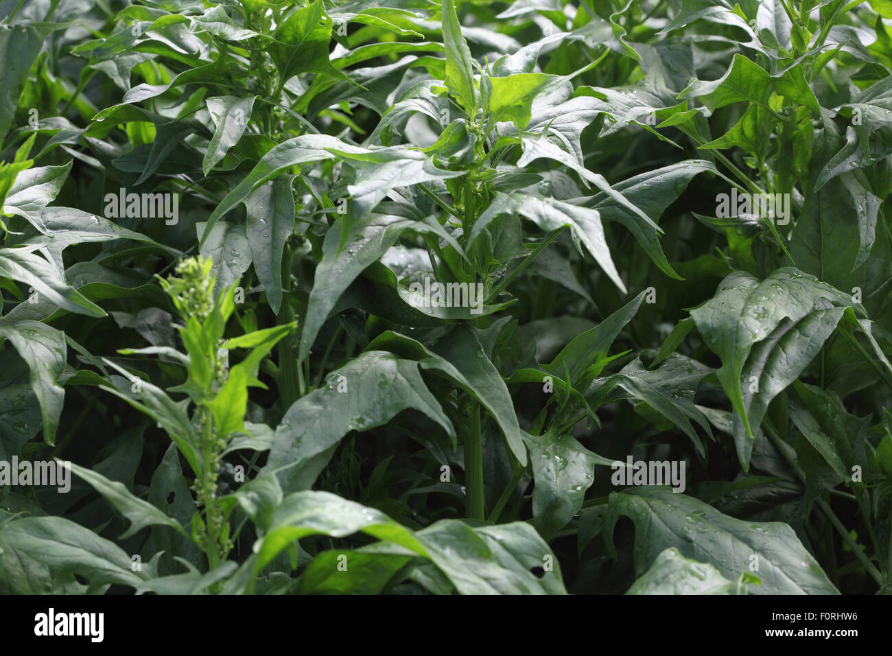 Spinalia oleracea -Fotos und -Bildmaterial in hoher Auflösung – Alamy
