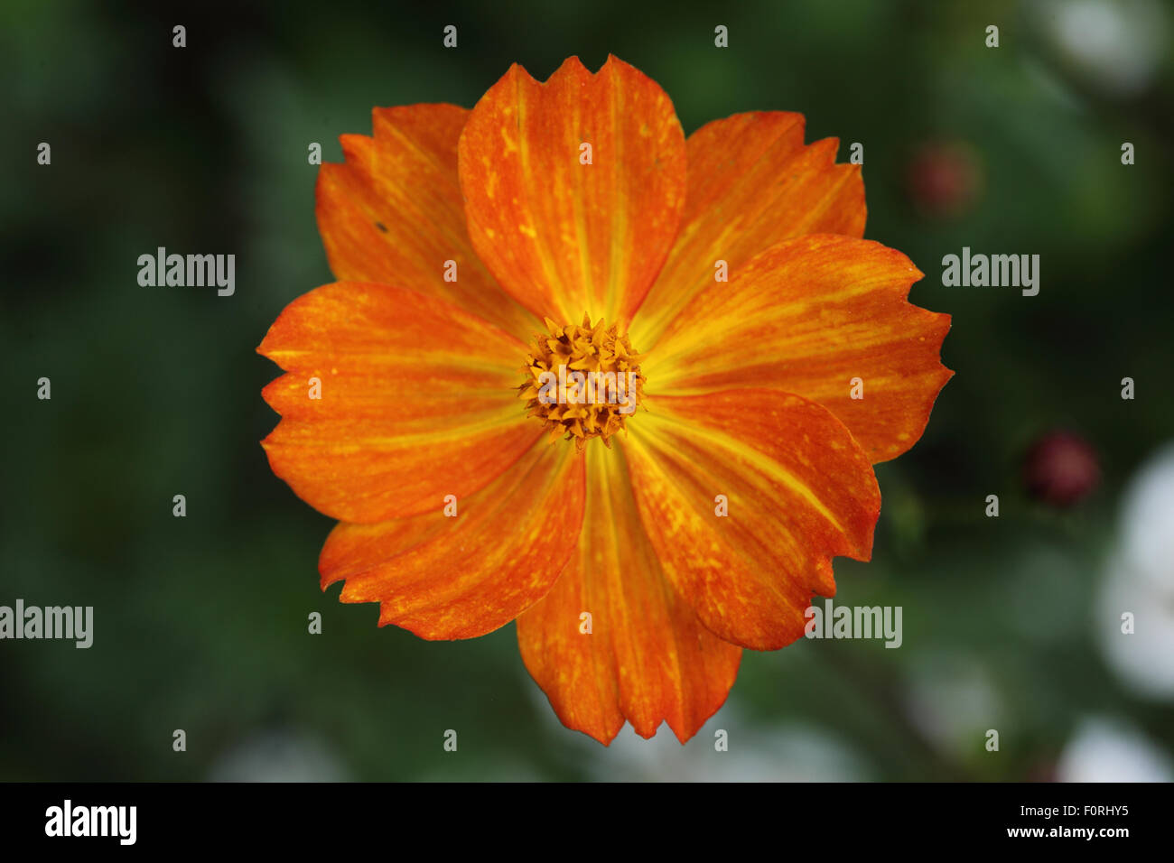 Kosmos polidor -Fotos und -Bildmaterial in hoher Auflösung – Alamy